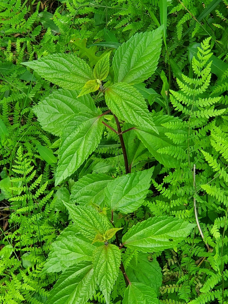 false nettle from Virginia Beach, VA 23456, USA on May 13, 2023 at 11: ...