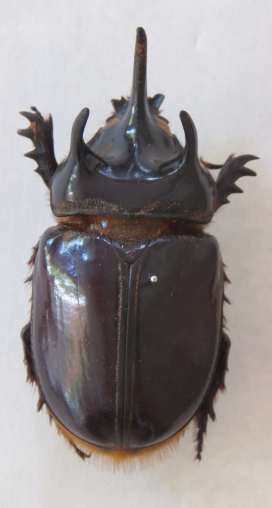 Ox Beetles from Paraguay, San Pedro on March 20, 1997 by jmmaes ...