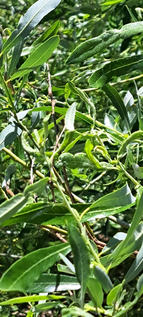 Arroyo Willow from Mountain Center, CA 92561, USA on May 26, 2023 at 01 ...