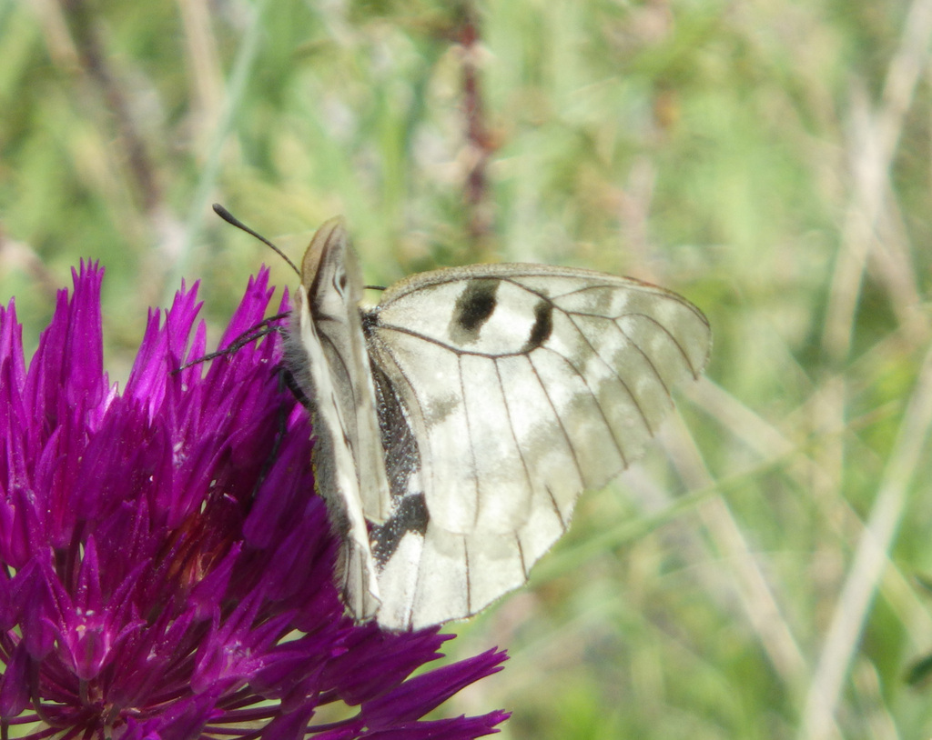 Clouded Apollo from Bostanlik District, Usbekistan on May 26, 2023 at ...