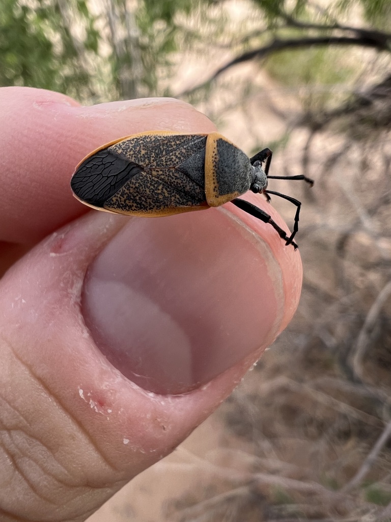 California Bordered Plant Bug from Overton, NV, US on May 25, 2023 at ...