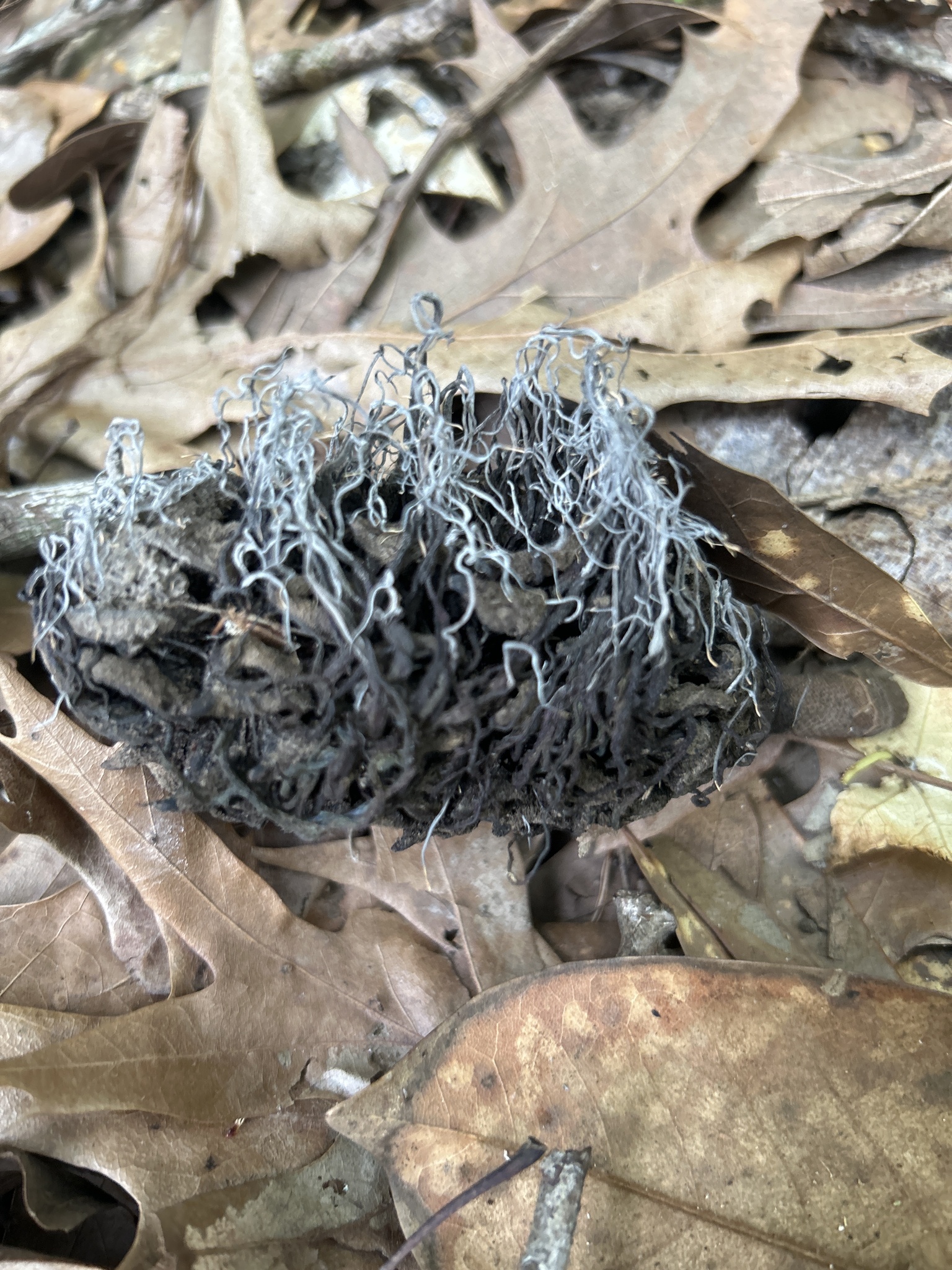 Xylaria magnoliae J.D.Rogers
