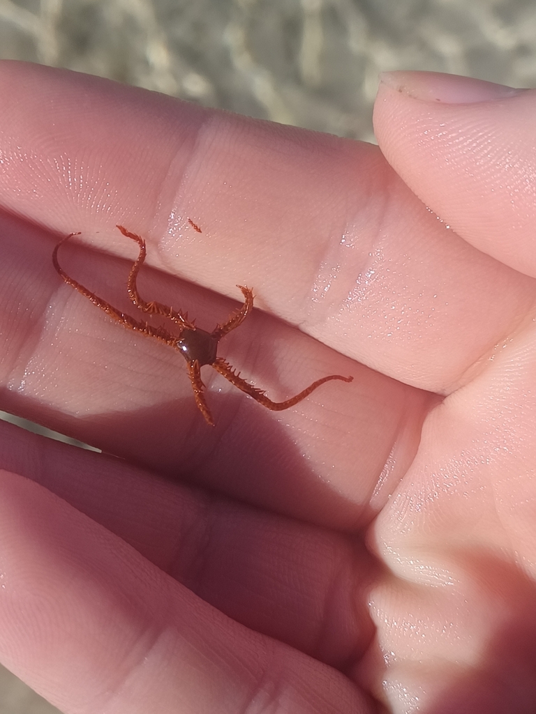 Red ophiocoma from Calle Zazil Ha Num 129, Mz. 30 Lote 23 Col Centro ...