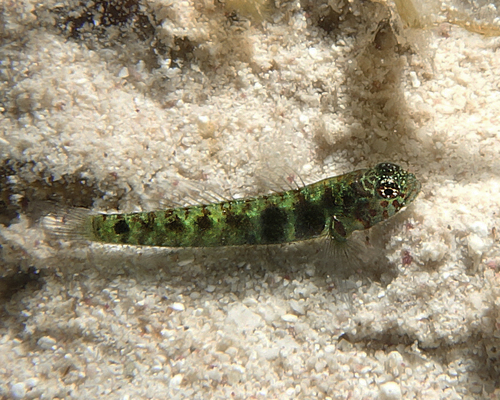 Zoned Dwarfgoby (Eviota zonura) · iNaturalist