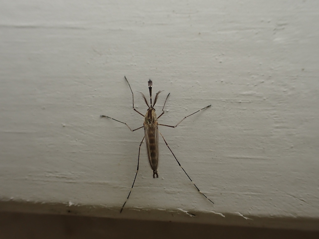 Mosquitoes from Southeast Calgary, Calgary, AB, Canada on May 24, 2023 ...