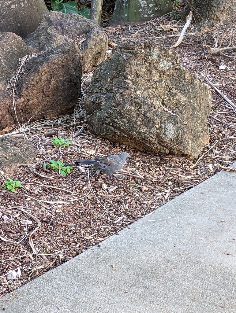 Apostlebird from Rockhampton QLD, Australia on May 18, 2023 at 11:42 AM ...