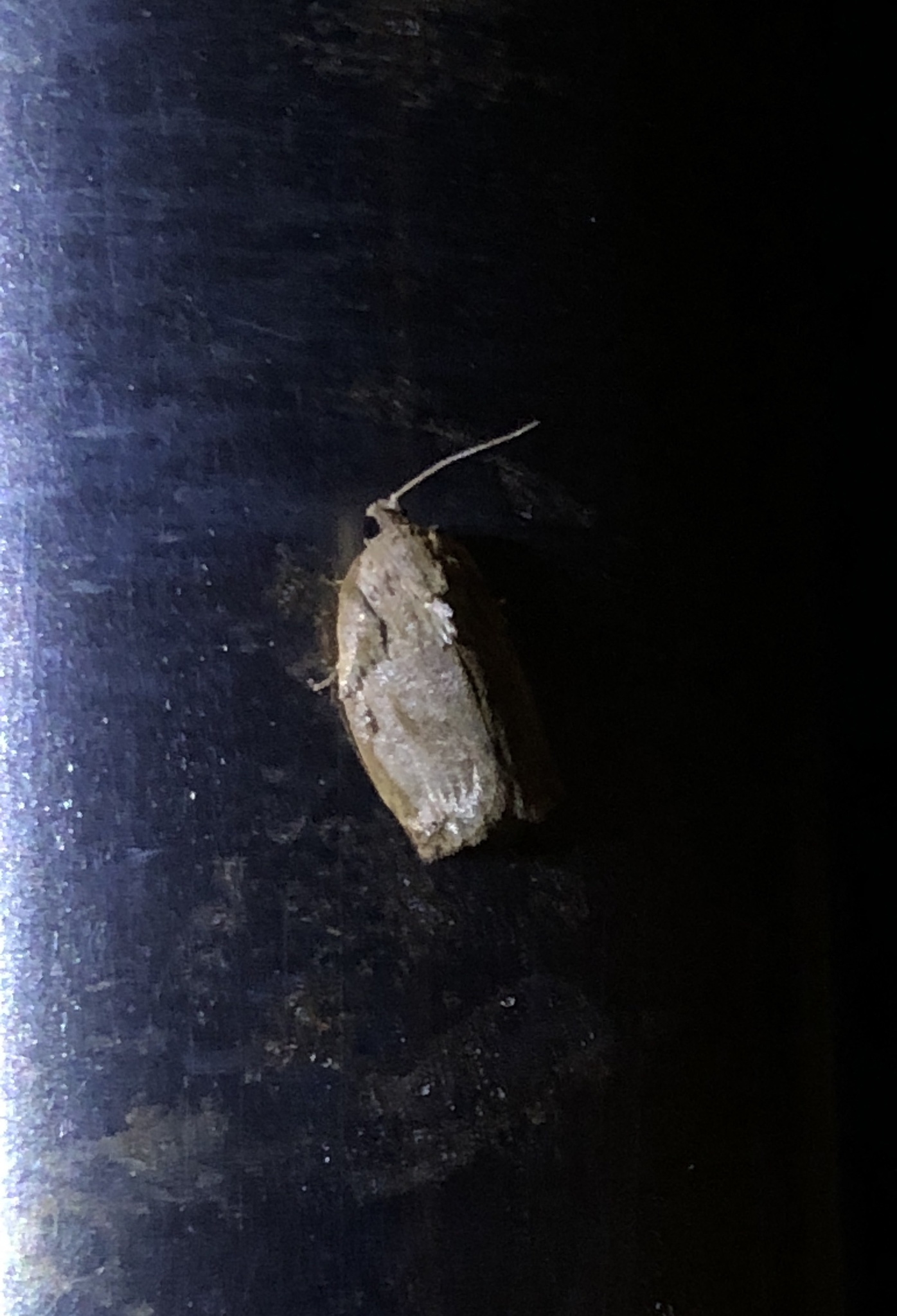 Homona coffearia (Nietner, 1861)