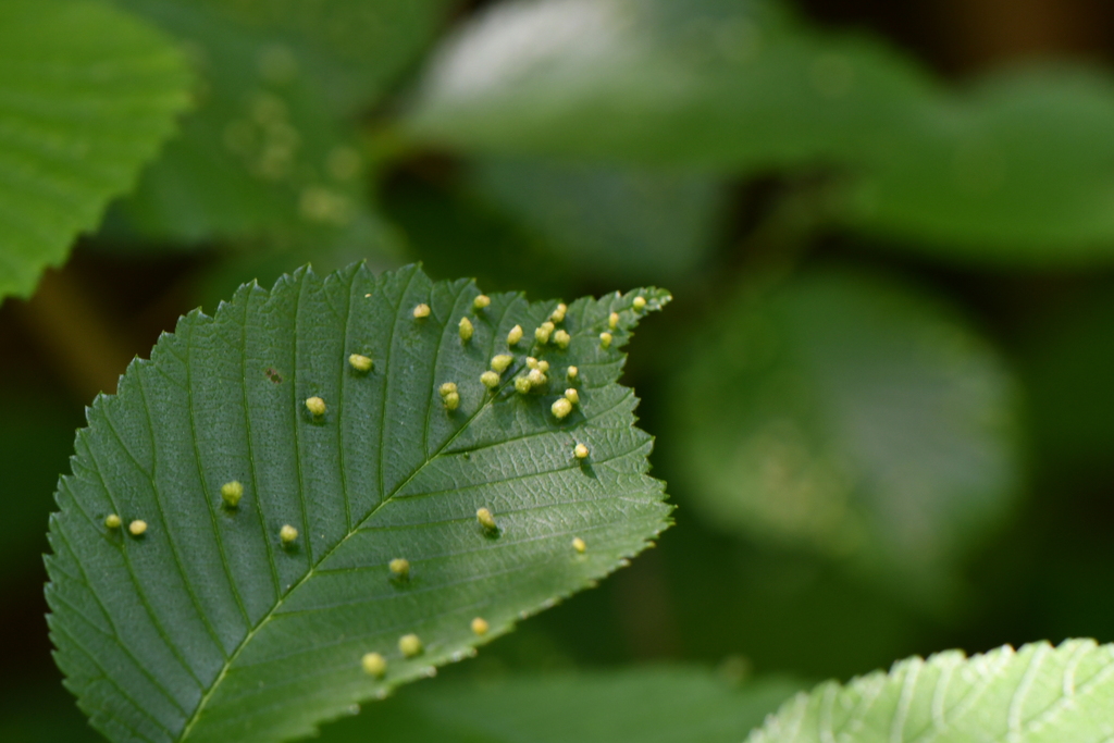 Elm Leaf Gall Mite from Pendleton County, WV, USA on May 26, 2023 at 11 ...