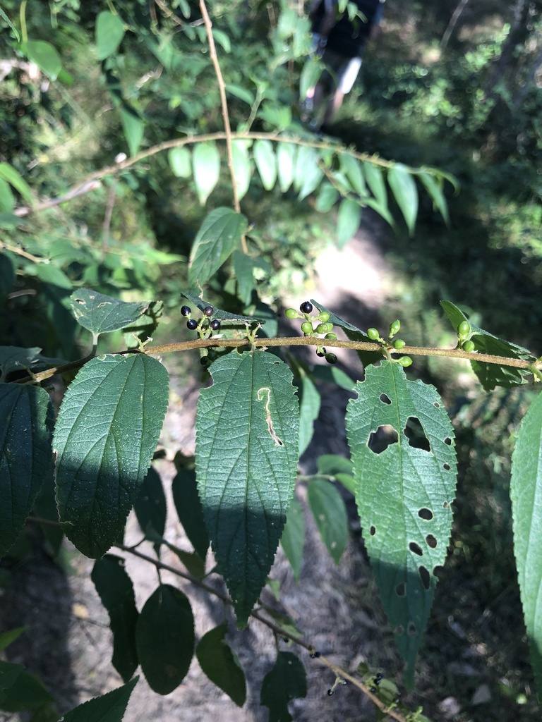 Nettle Tree from Toohey Forest Park, Nathan, QLD, AU on May 27, 2023 at ...