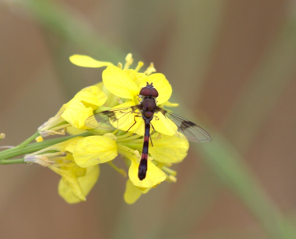 Western Band-winged Hover Fly from North Arroyo, Pasadena, CA, USA on ...