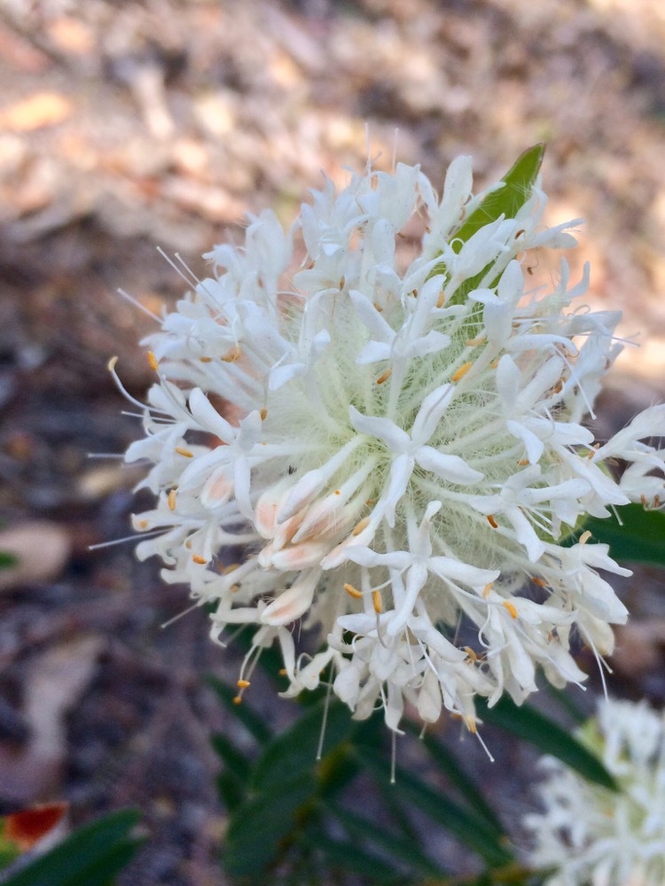 Pimelea spectabilis Lindl.