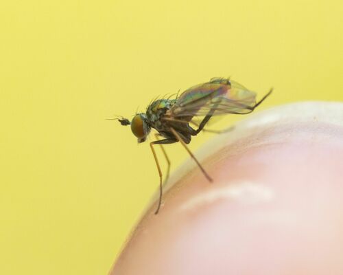 Chrysotus leucostoma · NaturaLista Colombia