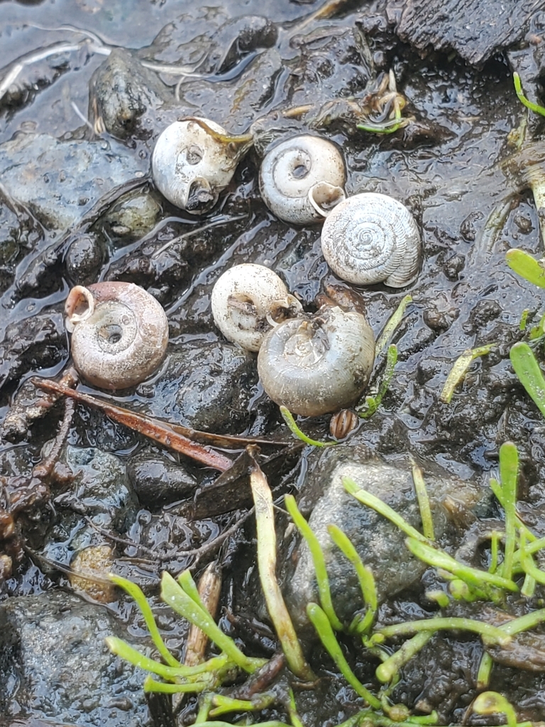 Ramshorn snails from Jacks Creek Greenway, Washington, NC, USA on May ...