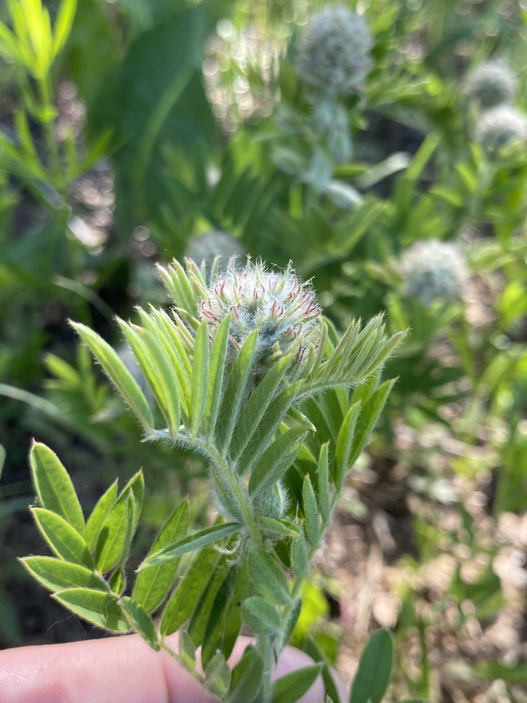 goat's rue in May 2023 by jim · iNaturalist