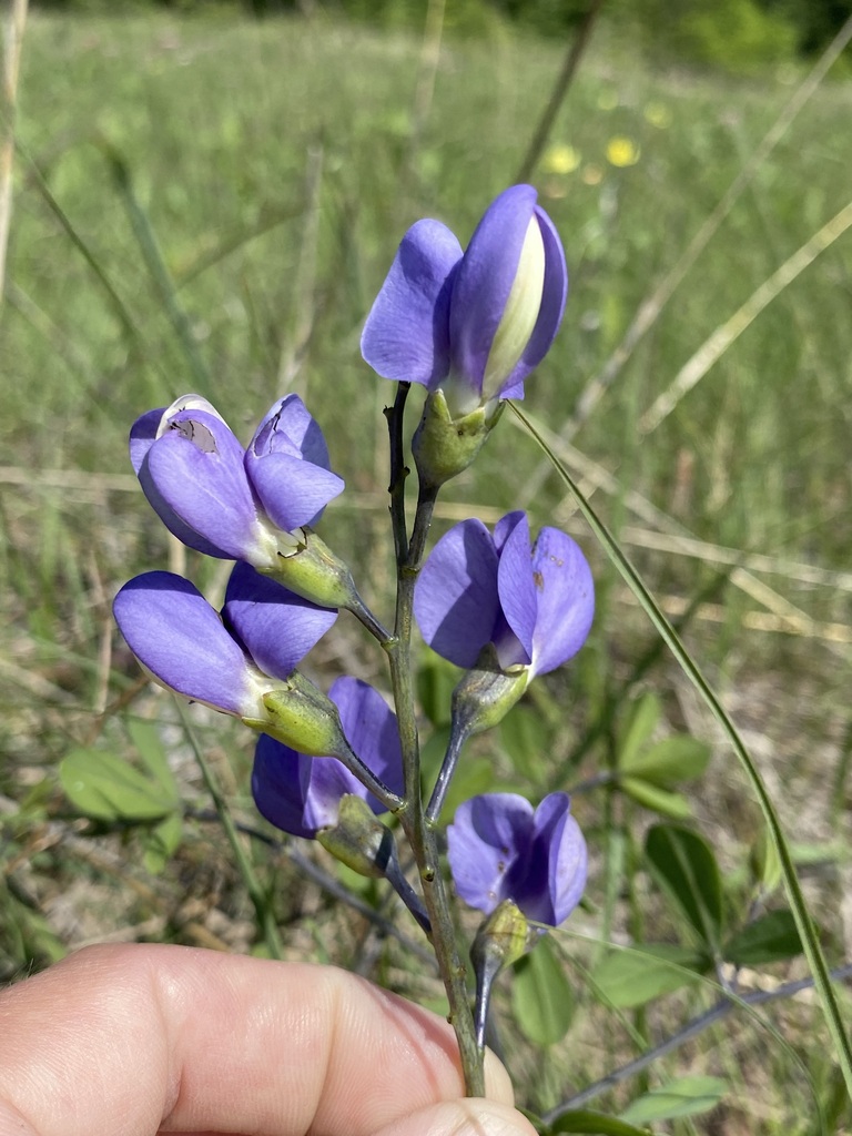 tall blue wild indigo in May 2023 by jim · iNaturalist