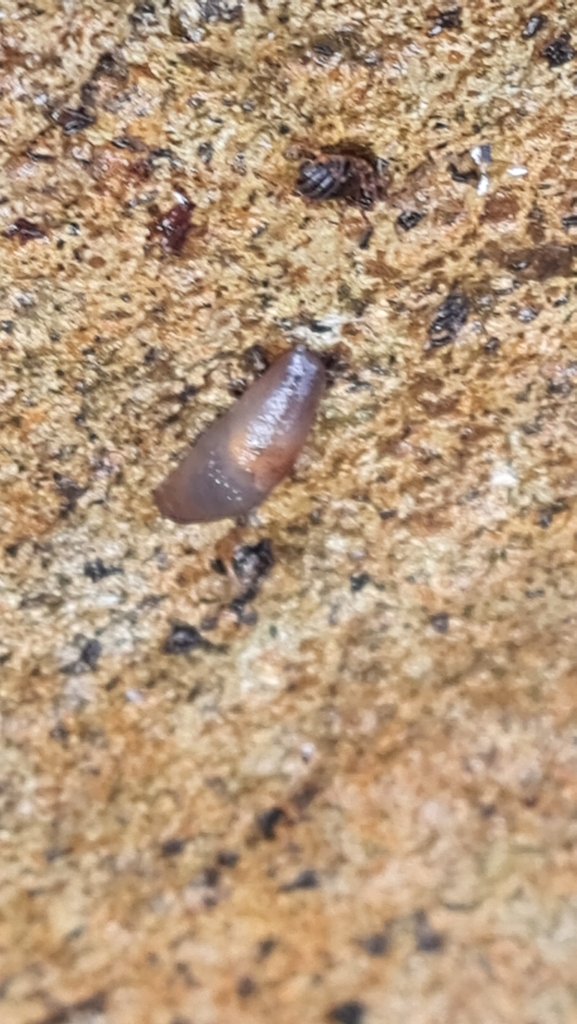 Smooth Land Slugs from JH8G+J2, Mount Macedon VIC 3441, Australia on ...