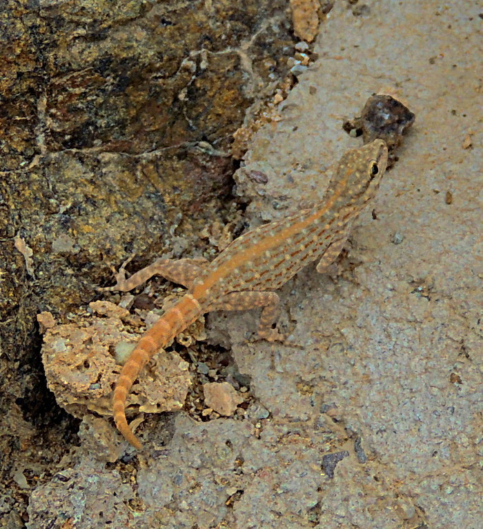 Rock Semaphore Gecko (Herpetofauna of Saudi Arabia) · iNaturalist