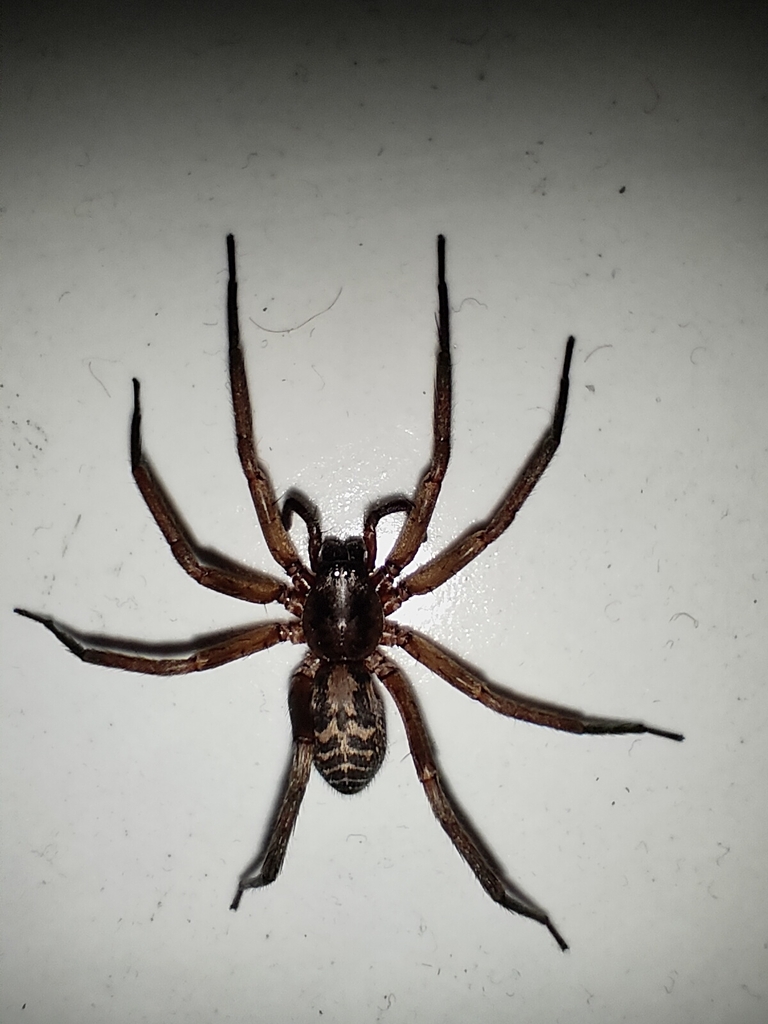 Xeropigo in May 2023 by Garcia-Soliz Victor Hugo · iNaturalist