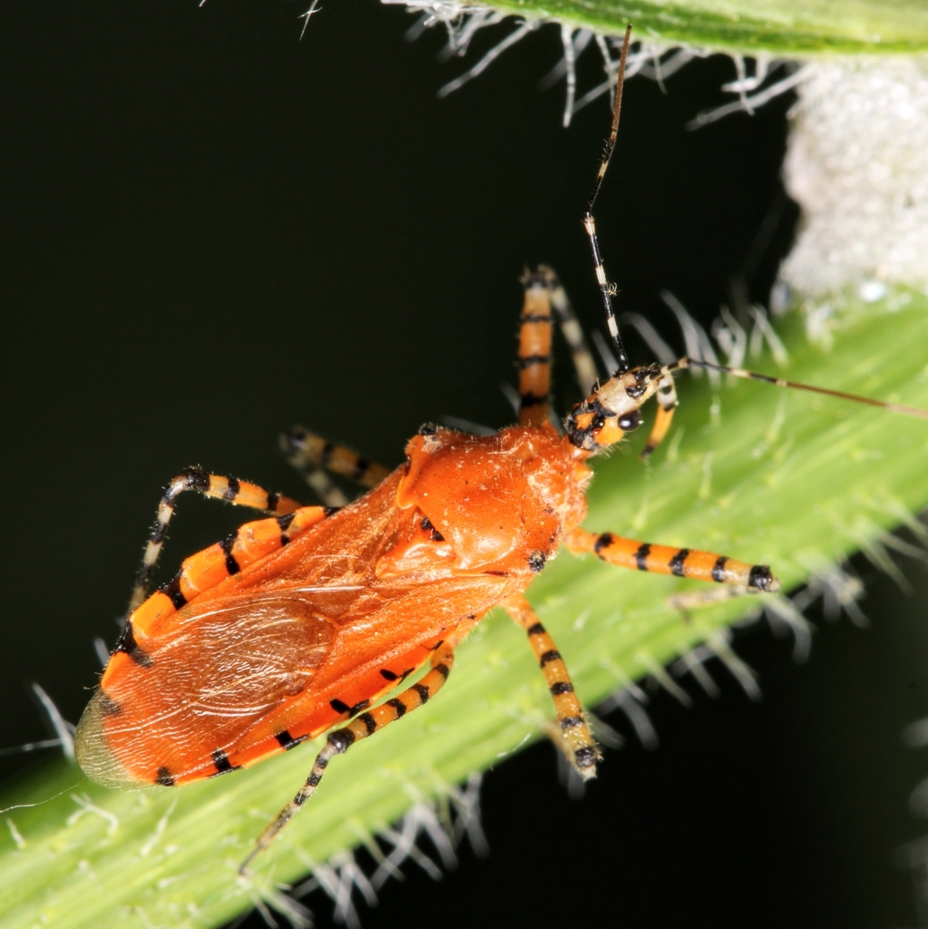 Orange Assassin Bug from Cottage City, MD 20722, USA on May 26, 2023 at ...