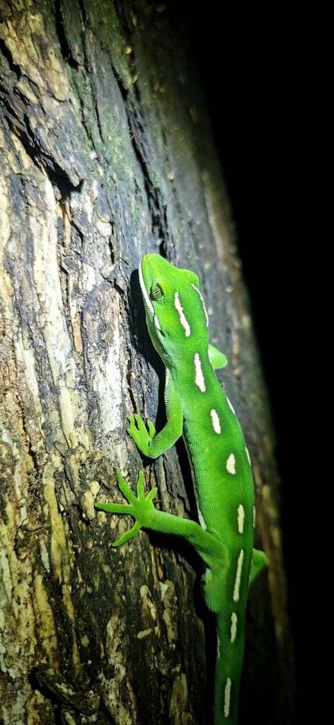 Elegant Gecko in April 2022 by Troy McDonald · iNaturalist