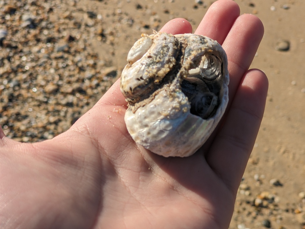 Rough turban shell from Valla Beach NSW 2448, Australia on May 27, 2023 ...
