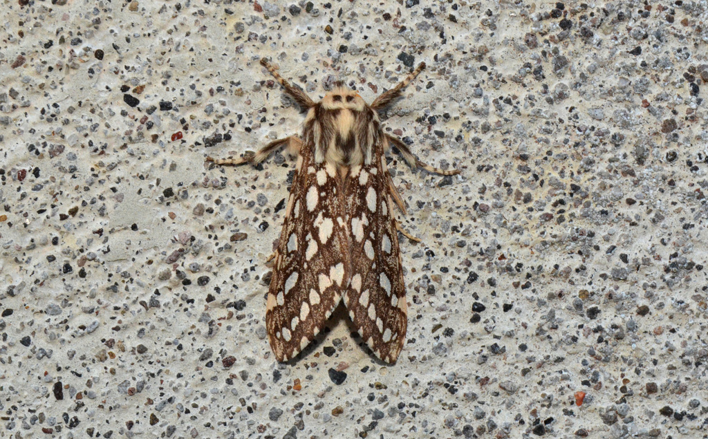 Silver-spotted Tiger Moth (Animals of the Lower Mainland) · iNaturalist