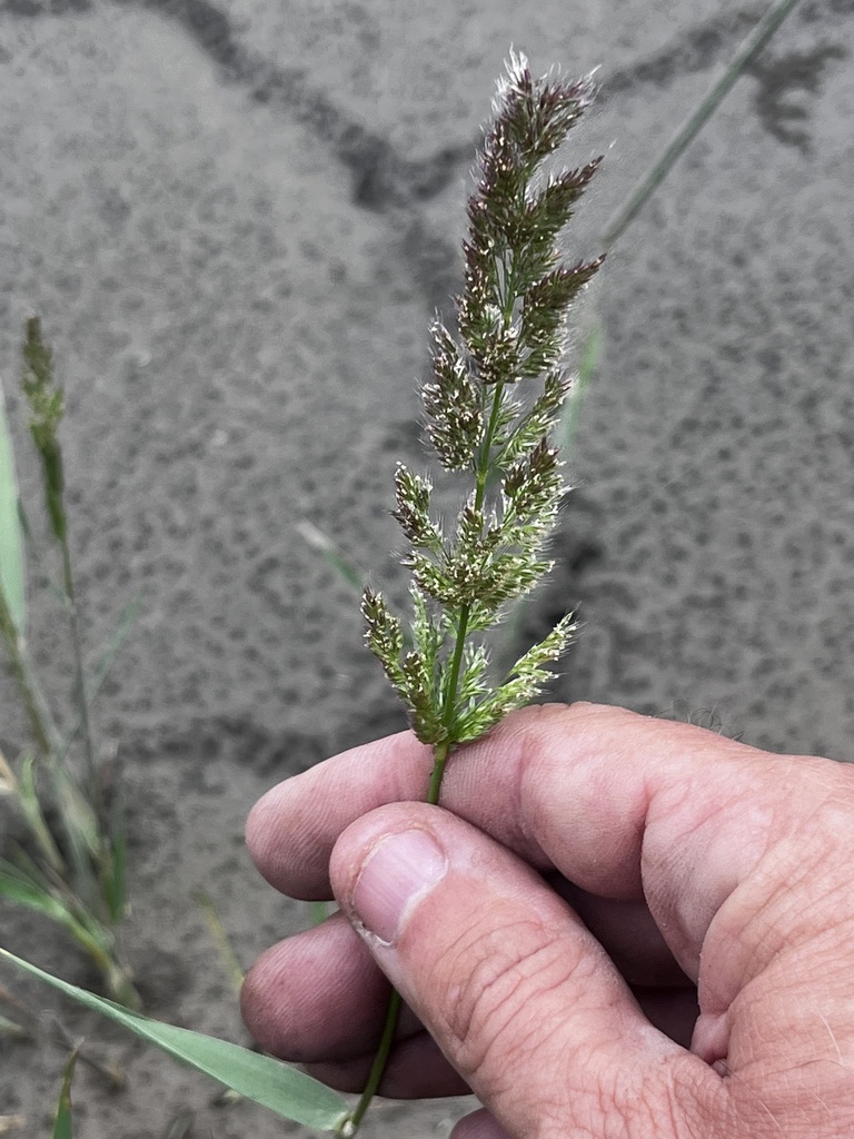 ditch beard grass from Ackerman, MS, US on May 23, 2023 at 08:55 AM by ...