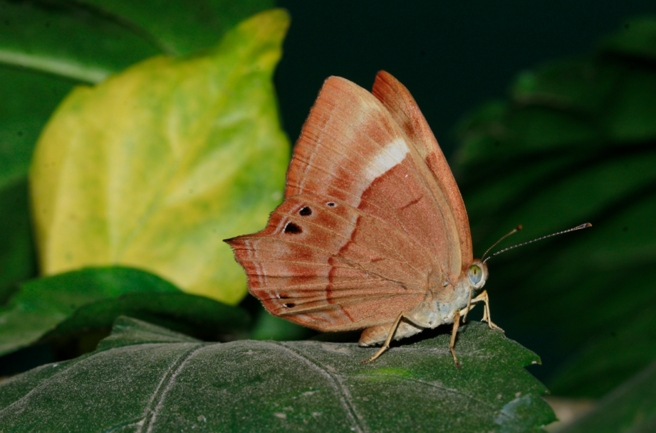 Double-banded Judy (Butterflies of SGNP-Nagla block) · iNaturalist