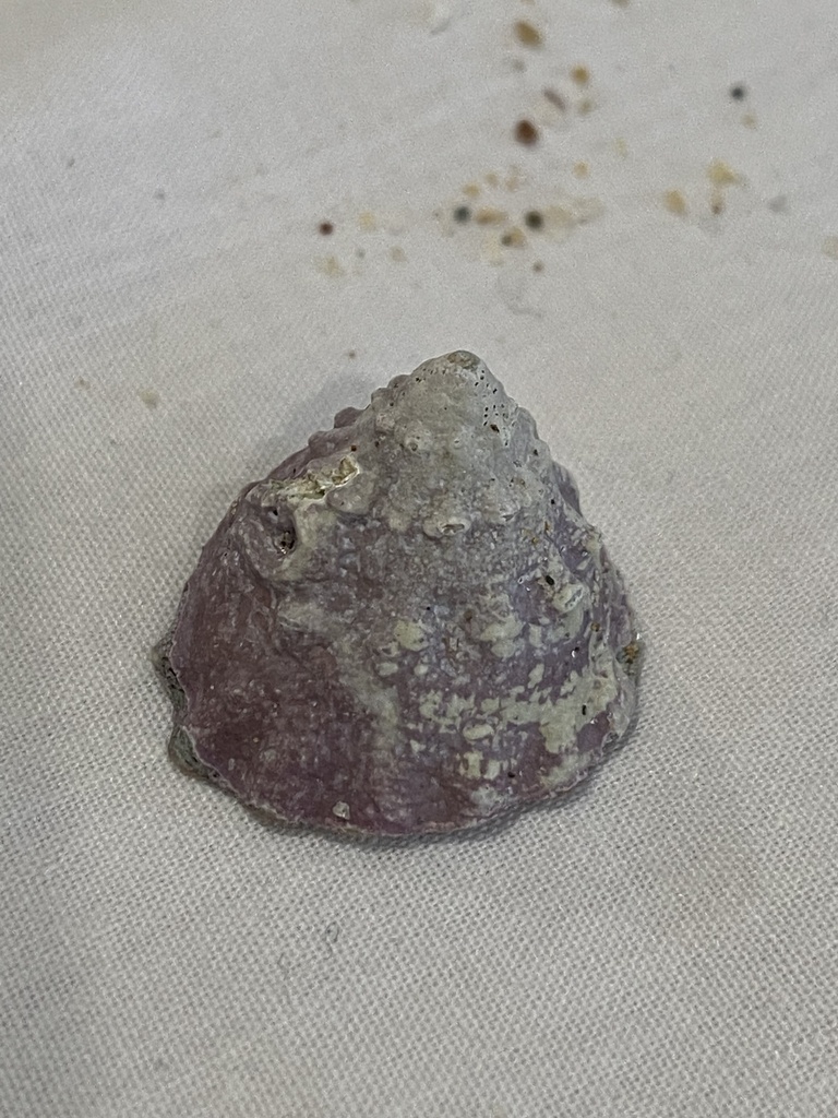 Common Tent Shell from Corindi Beach, NSW, AU on May 23, 2023 at 06:15 ...