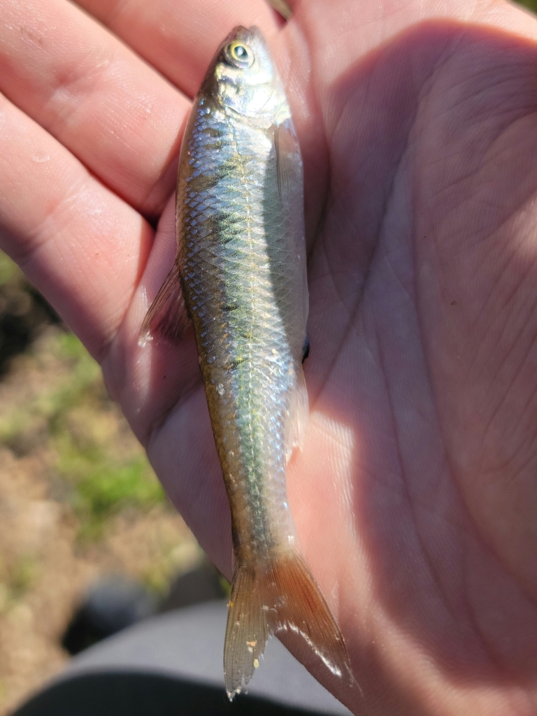 Common Shiner from Flat Creek Township, MO, USA on May 26, 2023 at 05: ...