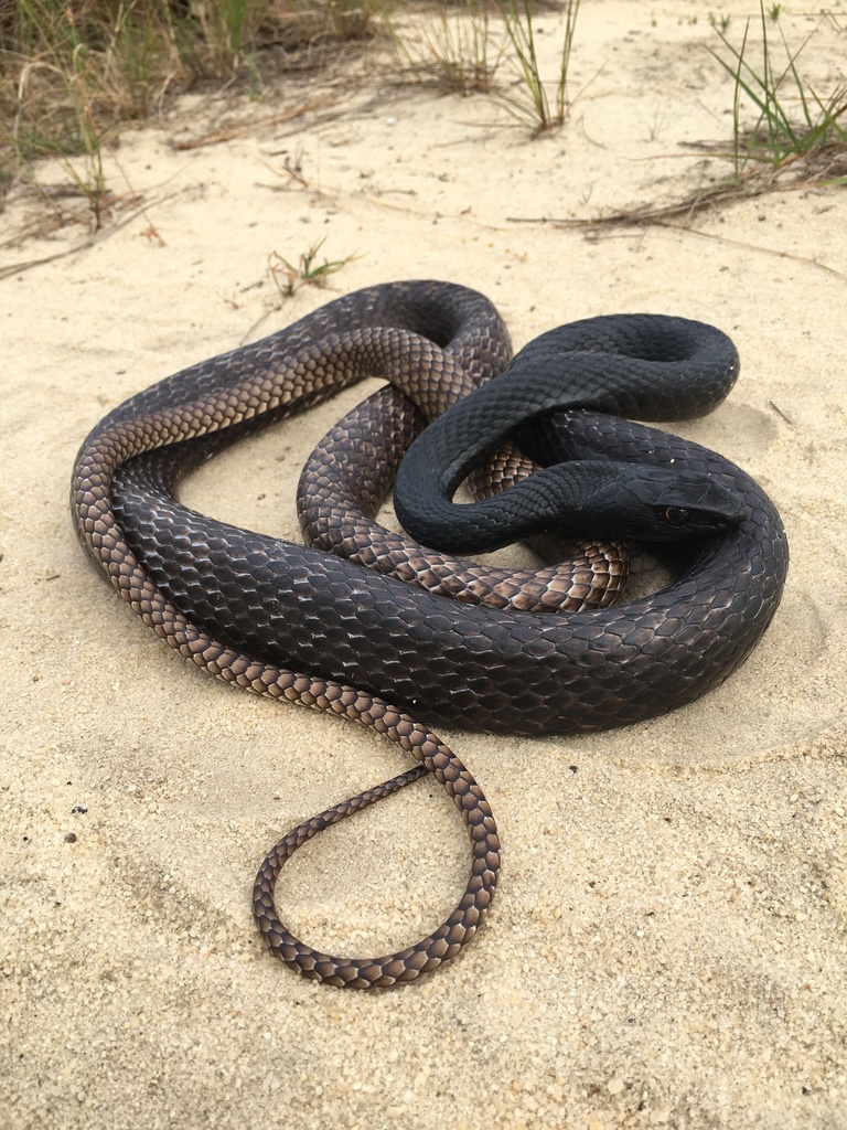 Eastern Coachwhip in May 2023 by nickolascook · iNaturalist