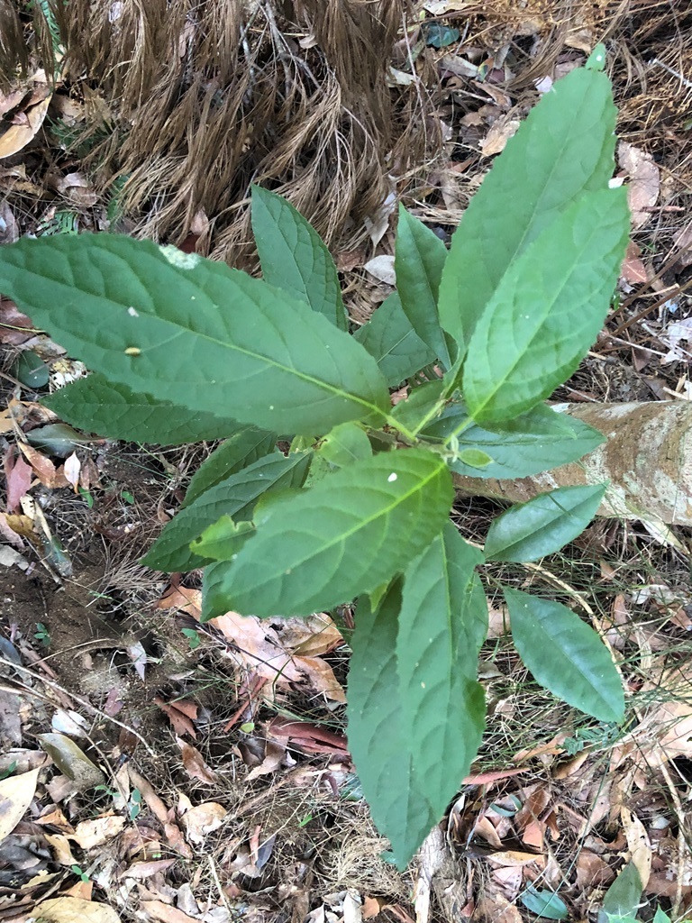 Claoxylon australe from Wongawallan QLD 4210, Australia on May 20, 2023 ...