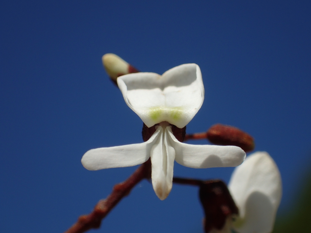 Derrises (Derris) - Botanical Realm