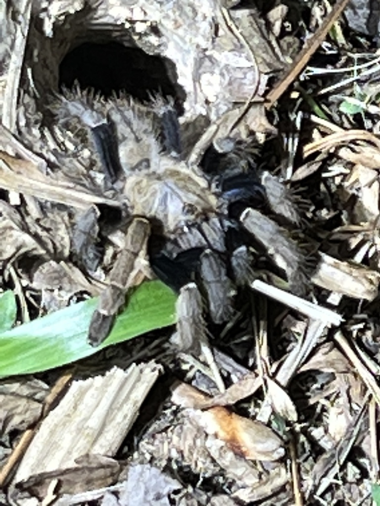 Southeast Asian Tarantulas from Kaeng Krachan, Kaeng Krachan, TH-PE, TH ...
