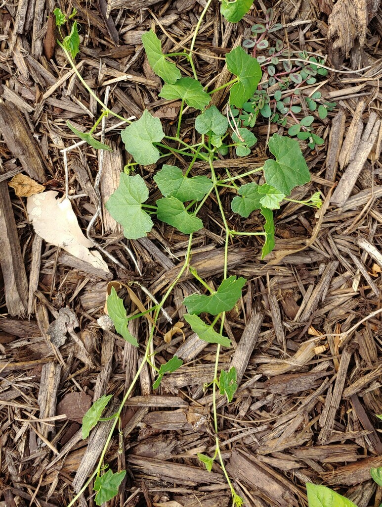 creeping cucumber from Mountain Park, GA, USA on May 25, 2023 at 06:35 ...