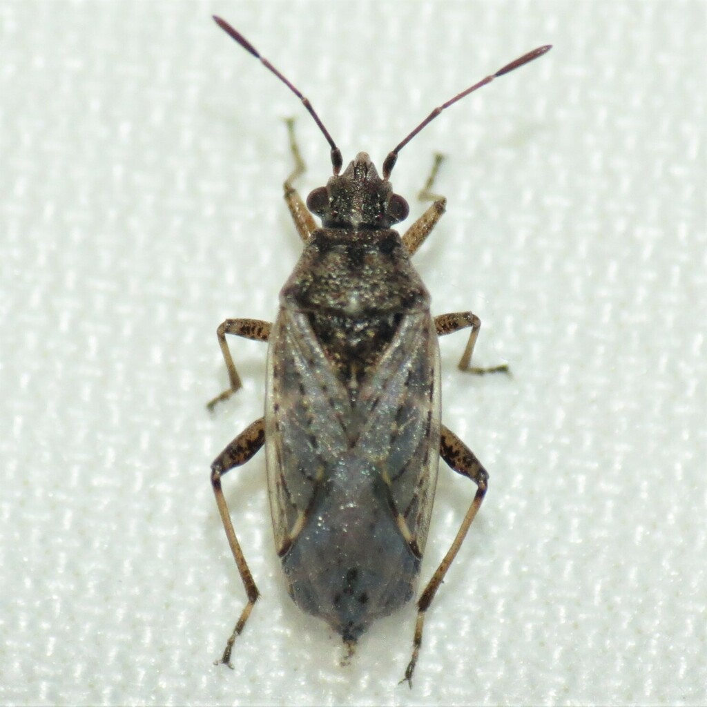 California False Chinch Bug from Catalina Foothills, Tucson, AZ, USA on ...