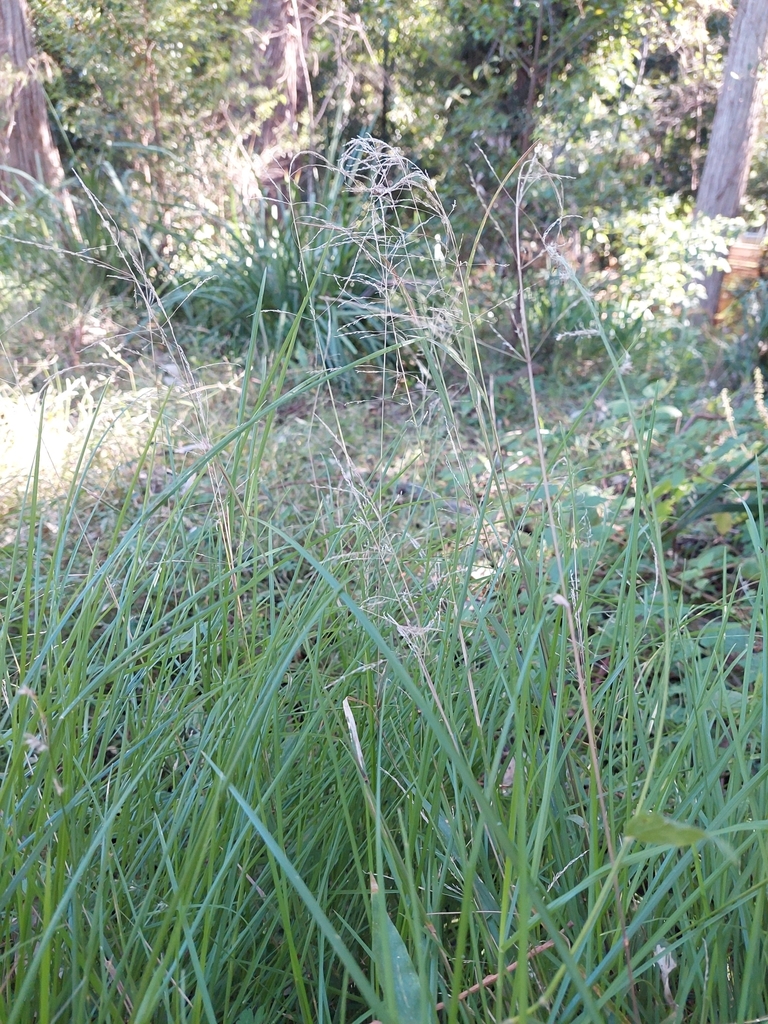 Poa affinis from Beecroft NSW 2119, Australia on May 27, 2023 at 11:52 ...