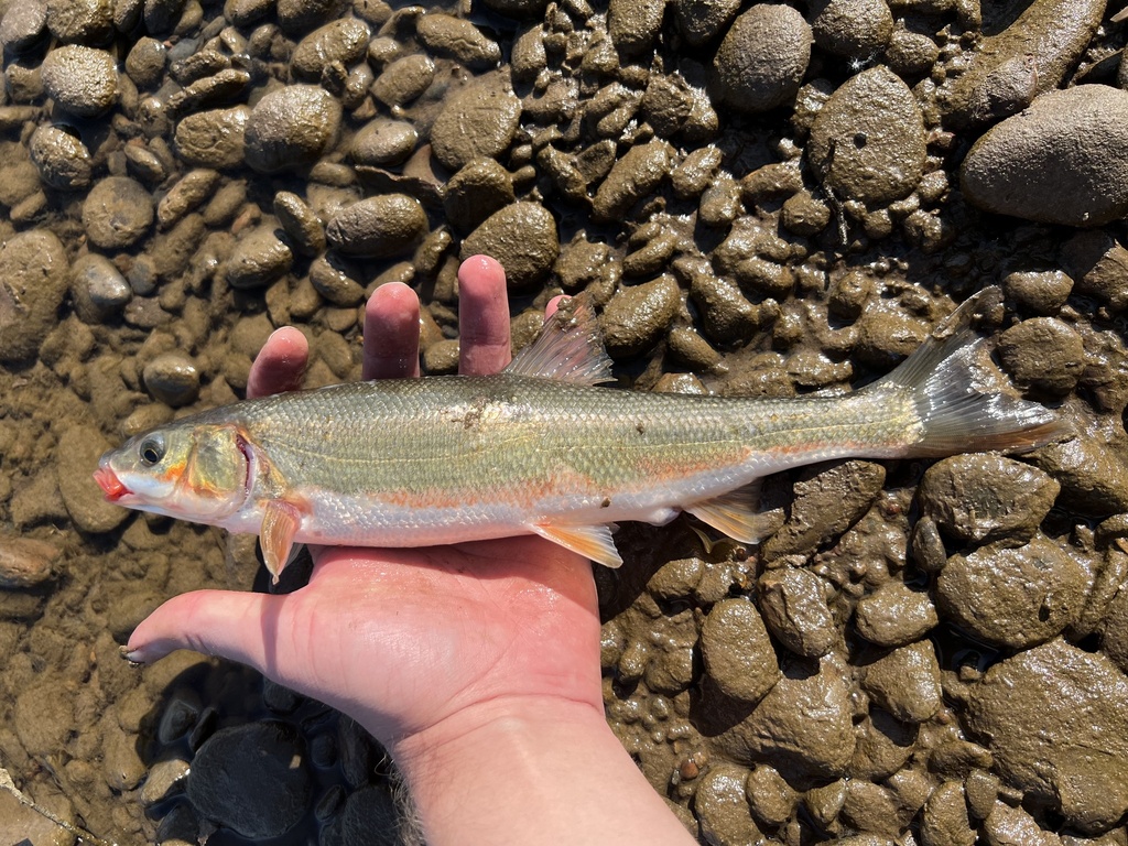 Peamouth (Mylocheilus caurinus) - Marine Life Identification