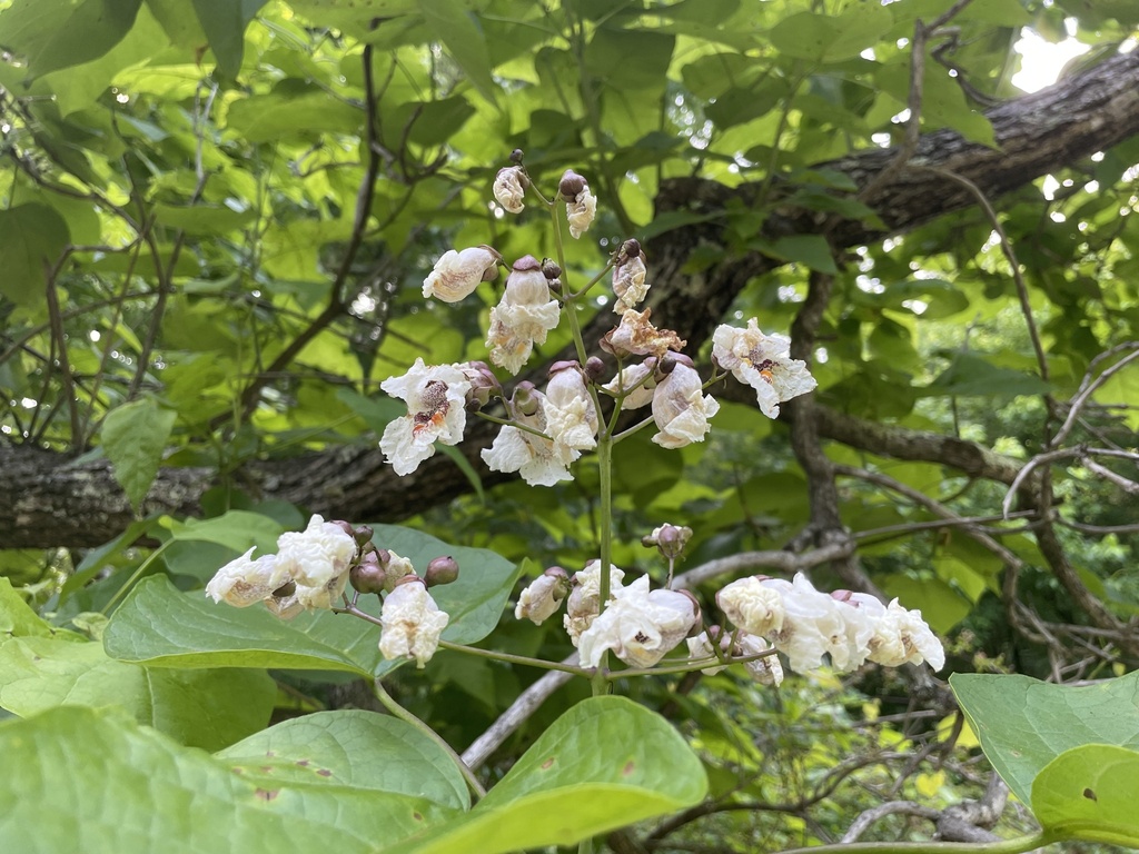 southern catalpa in May 2023 by junior_bartram. Leaves abruptly ...