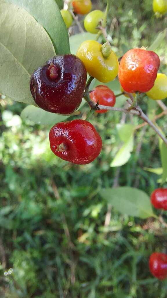 Eugenia repanda from Diamante, Entre Ríos, Argentina on February 3 ...