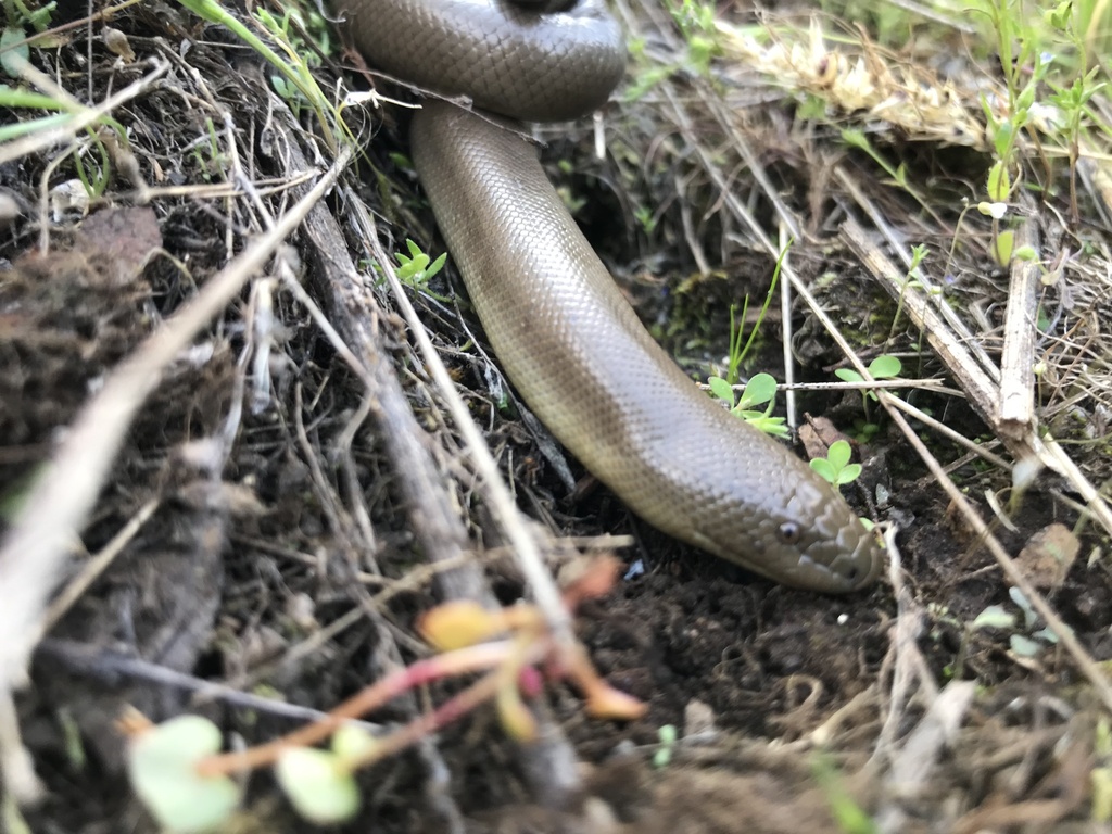 Northern Rubber Boa from Westside Rd, Bonners Ferry, ID, US on May 26 ...