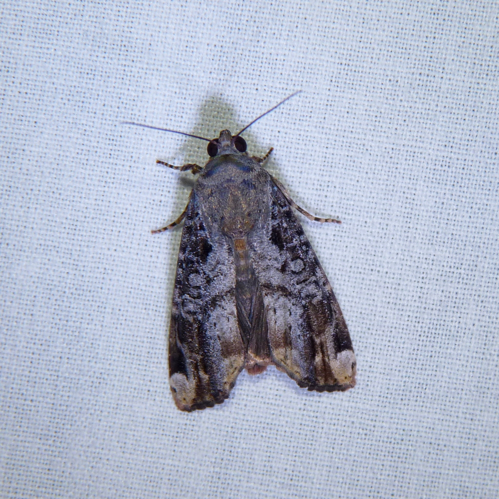 Orbed Narrow-wing Moth (Mariposas Noctuidae ocorrentes no Rio Grande do ...