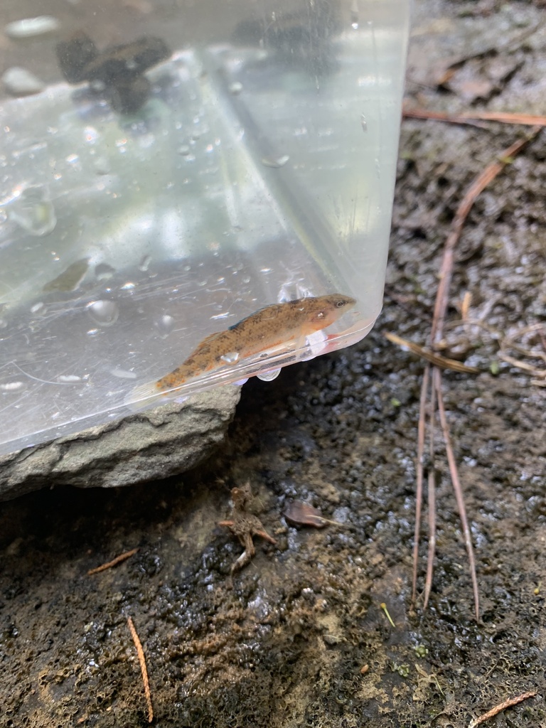 Headwater Darter from Standing Stone State Park, Hilham, TN, US on May ...