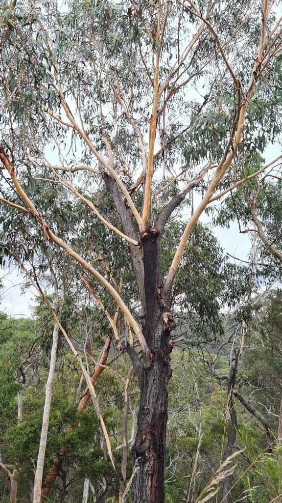 Silvertop Ash from Sydney NSW, Australia on May 26, 2023 at 11:30 AM by Petra Holland · iNaturalist