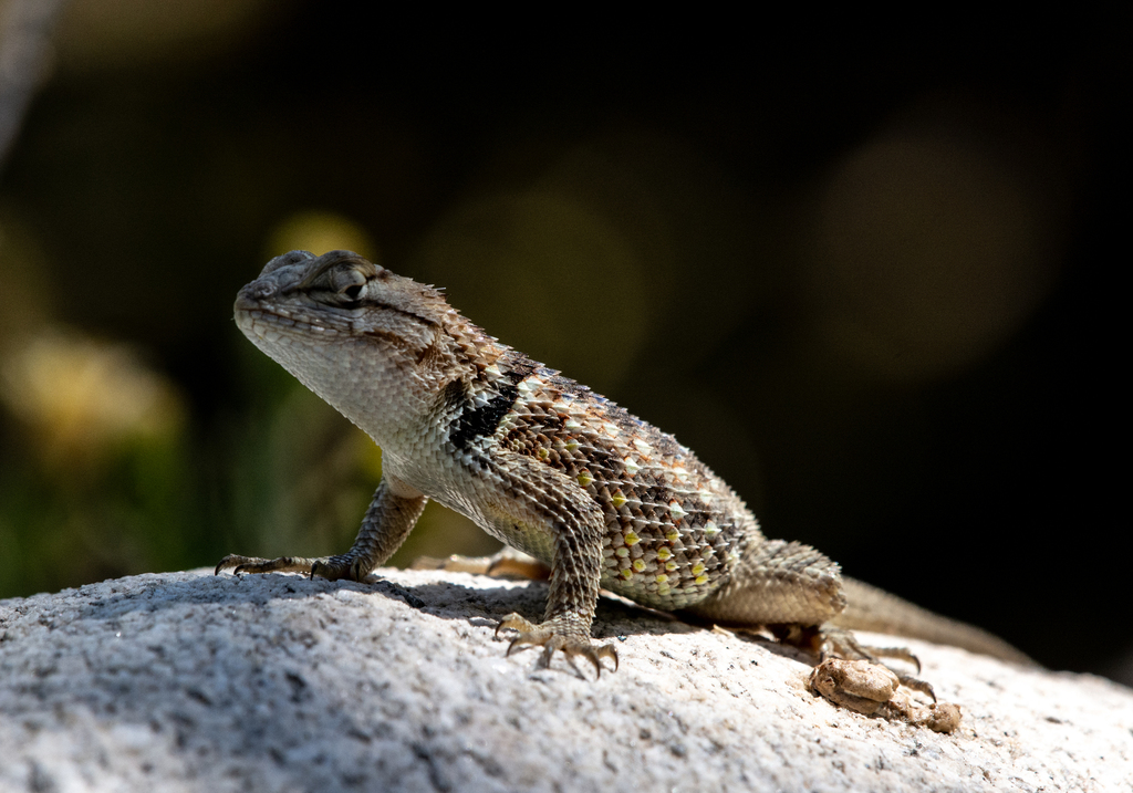 Desert Spiny Lizard from Tucson, AZ, USA on May 5, 2023 at 11:18 AM by ...