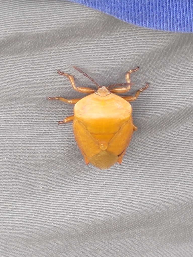 Lychee Stink Bug from 403台灣台中市西區公館(三民路) on May 27, 2023 at 10:33 AM by ...