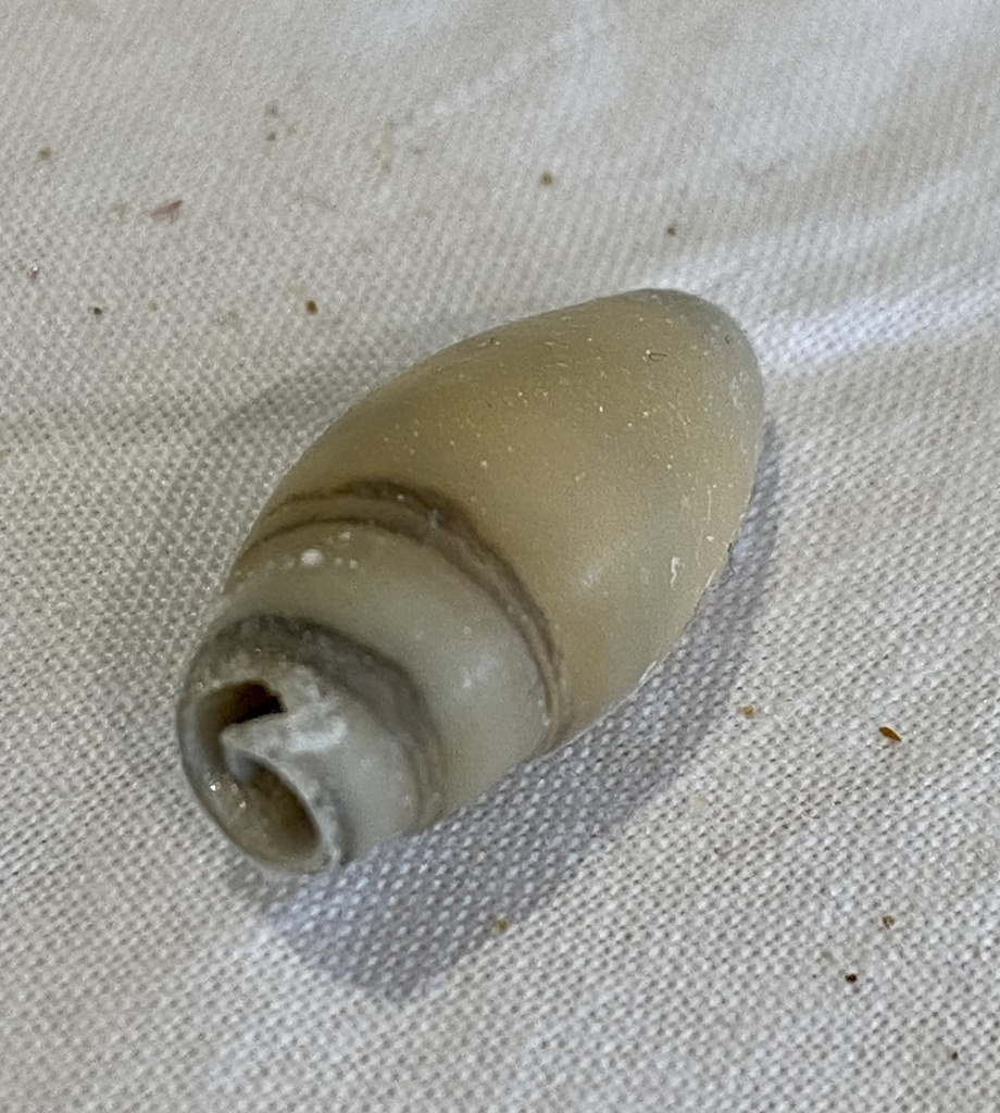 Quasimitra solida from Tasman Sea, Corindi Beach, NSW, AU on May 22, 2023 at 06:36 AM by Stefano ...