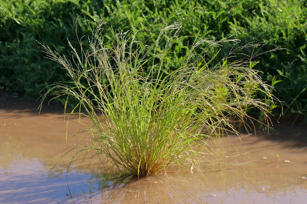 sprangletop from Greys Plain WA 6701, Australia on June 24, 2021 at 02: ...