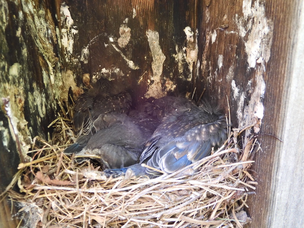 Eastern Bluebird from County Rd., Guilford, CT, USA on May 17, 2023 at ...