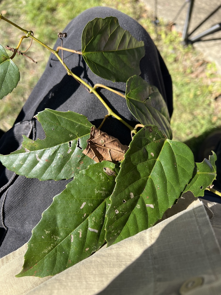 Kangaroo Vine from Kildeys Rd, Cootharaba, QLD, AU on May 27, 2023 at ...